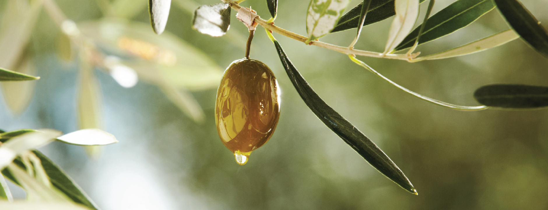 Olive – INNISFREE Australia